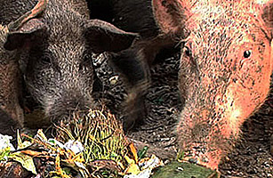 Feeling Egypt's Pig Slaughter - What You Need to Know About the H1N1 ...